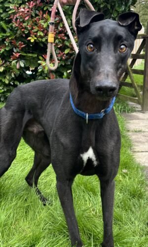 Home a Hound - Dunrunnin Rehoming Kennels, Brands Hatch
